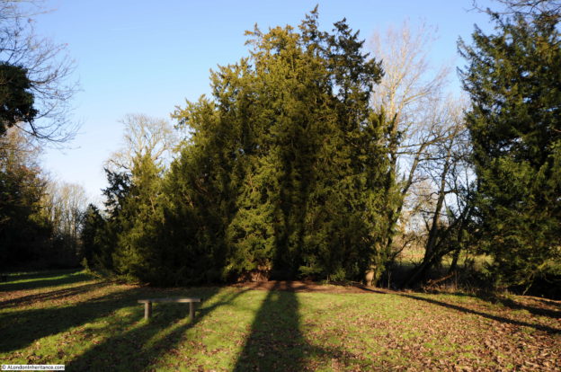The Ankerwycke Yew - A London Inheritance