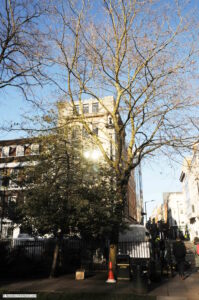 Soho Square - A London Inheritance